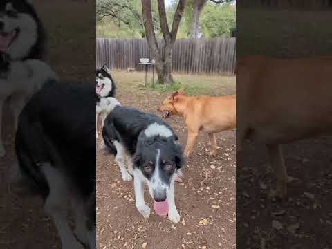 That Sweet Buttercup Boss Doggie Finesse - YouTube