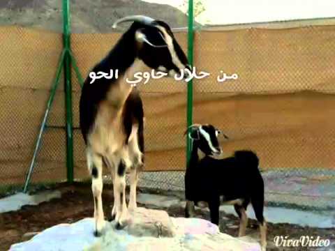 uae goat breeders - YouTube