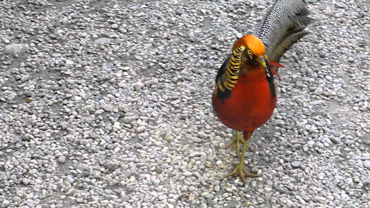 Fagiano dorato - YouTube