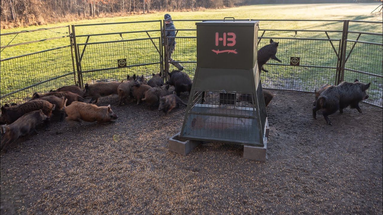 Trapping this LARGE sounder of wild hogs helped me break the quota ...