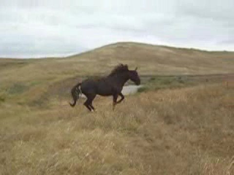 лошади в степи - YouTube