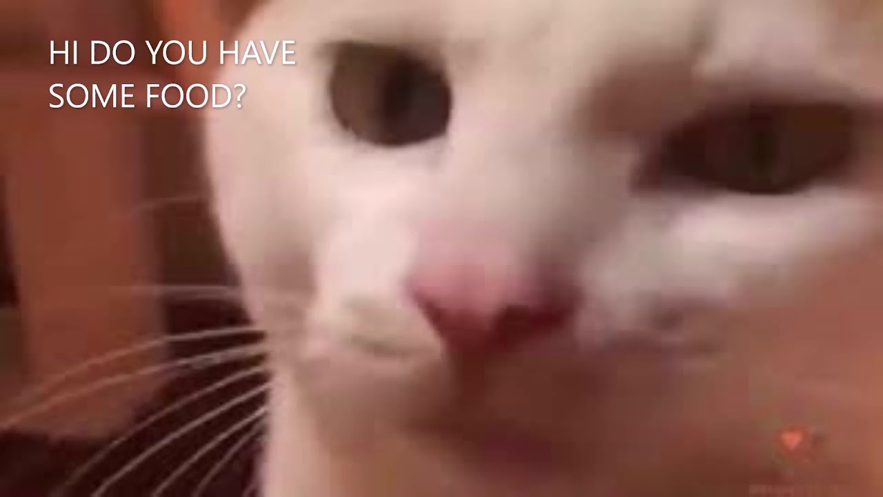 THE MOST LEGENDARY CAT MEMES OF ALL TIME - PT 13 (TRY NOT TO LAUGH ...