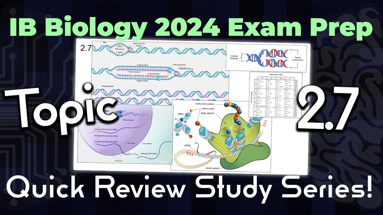 [OLD2016] IB Bio 2024 QUICK REVIEW - Topic 2.7: DNA Replication ...