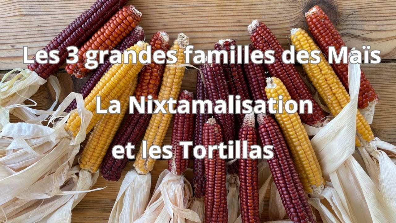 Les 3 grandes familles du Maïs, la Nixtamalisation et les Tortillas ...