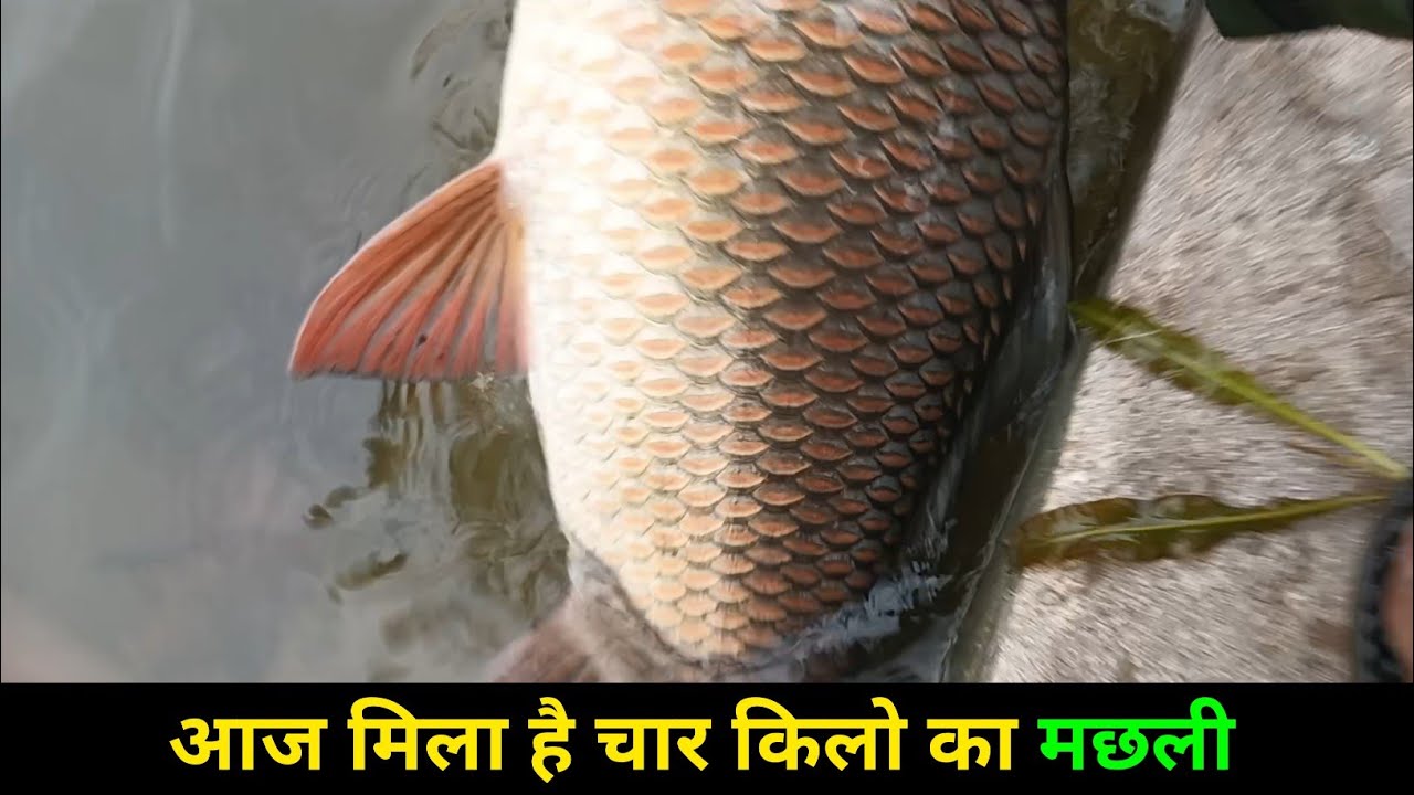 Guchcha gal fishing rohu fish || #fishing #fish #viral #viralvideo # ...