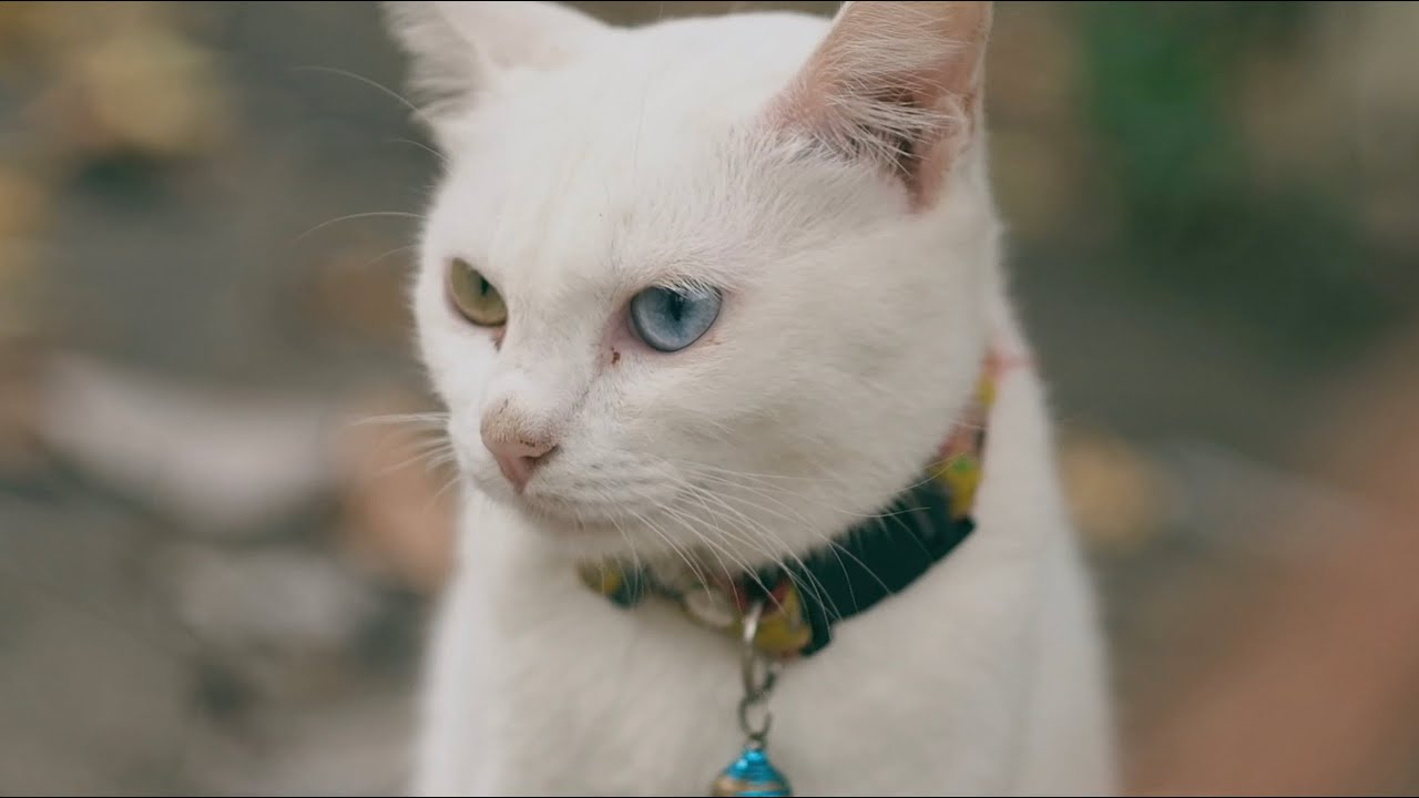 Cat meow, cat purring, cat sounds, cat video #animalsounds #cats # ...