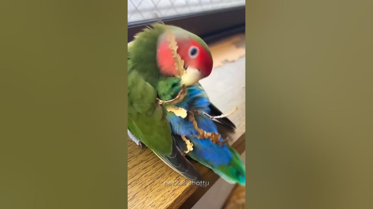 Love🦜Bird's Information #birds #parrot #birdslover #lovebirds #parakeet #shortsfeed #shorts ...