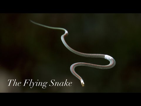 THE FLYING SNAKE / PARADISE TREE SNAKE in Sentosa Singapore - YouTube