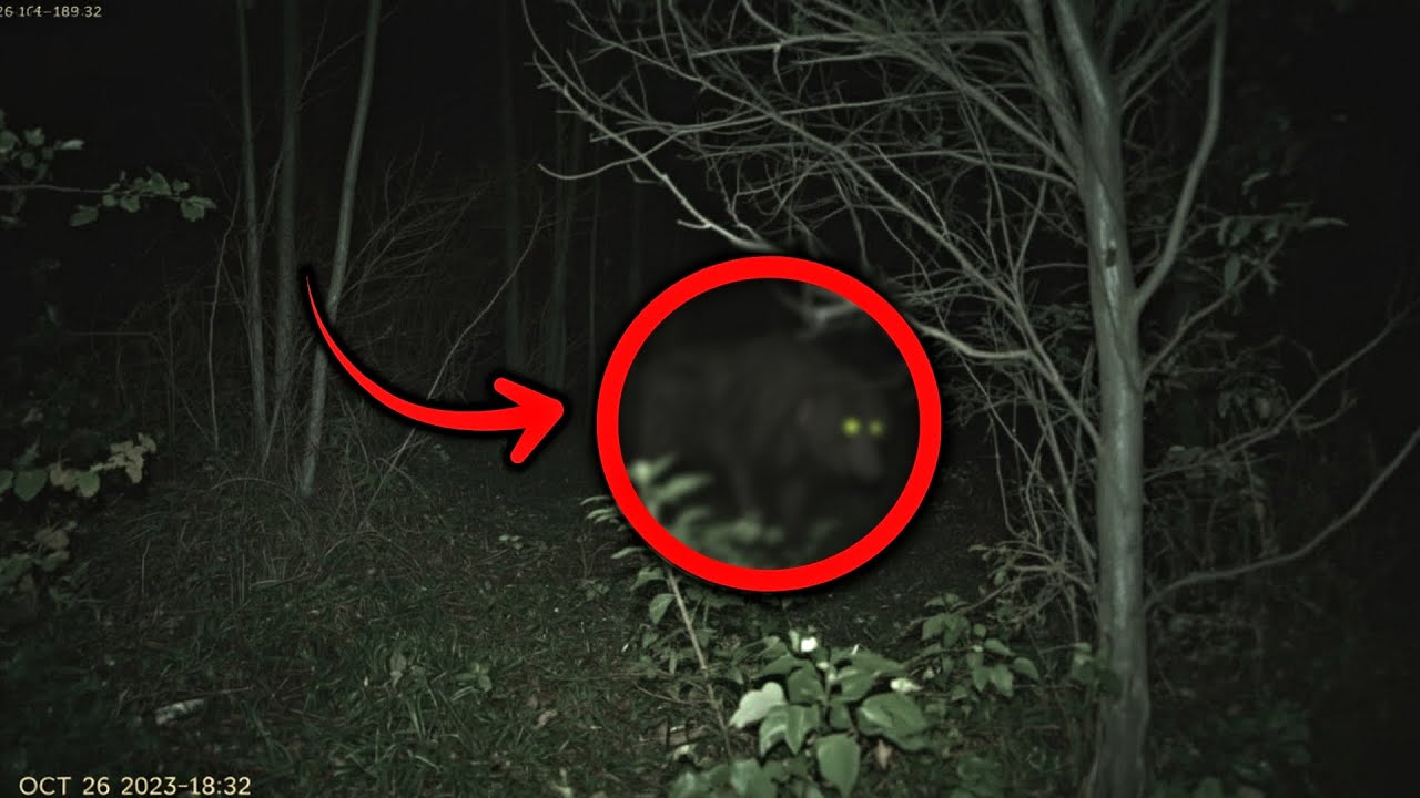 There’s Something Hunting People In The U.S’s Deep Woods - YouTube