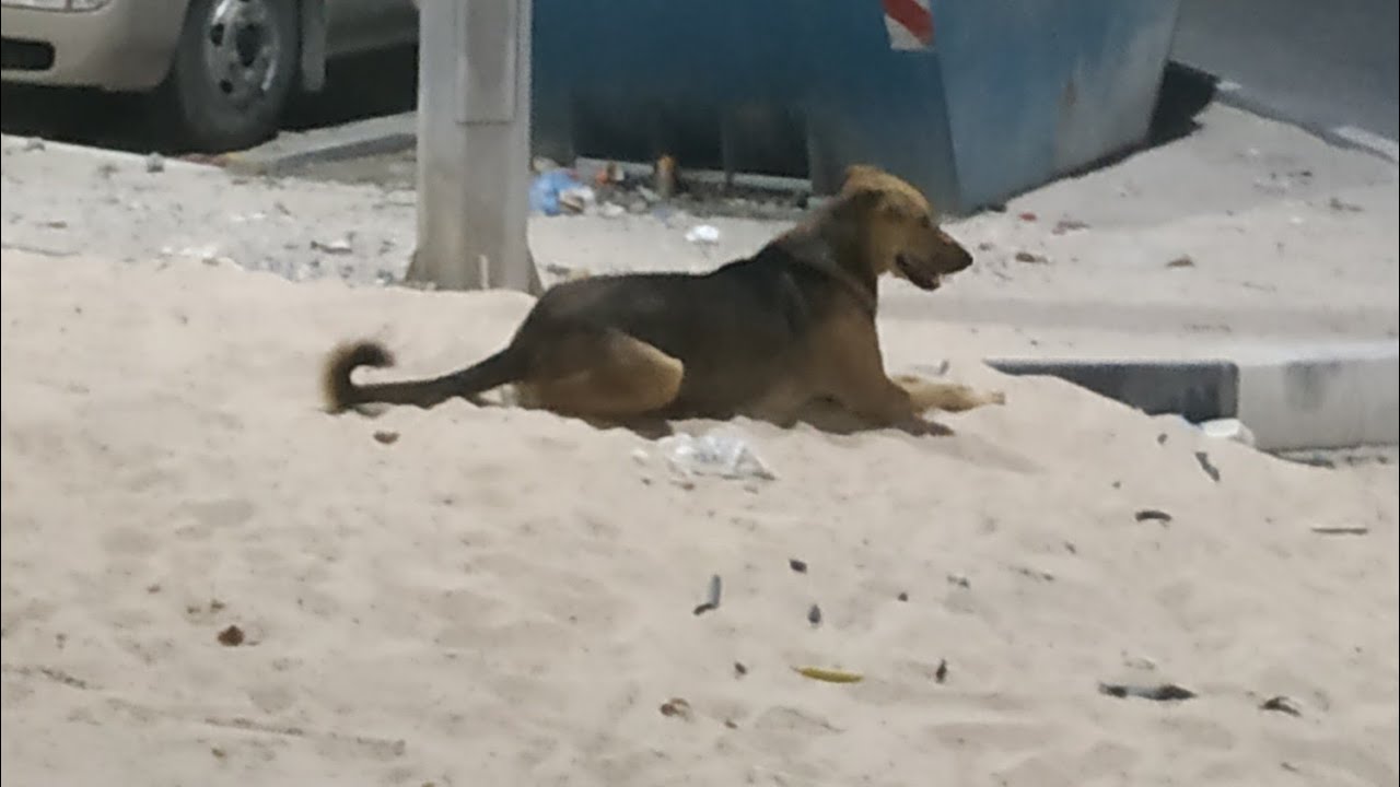 Thanos the dog and the avenger dogs - YouTube