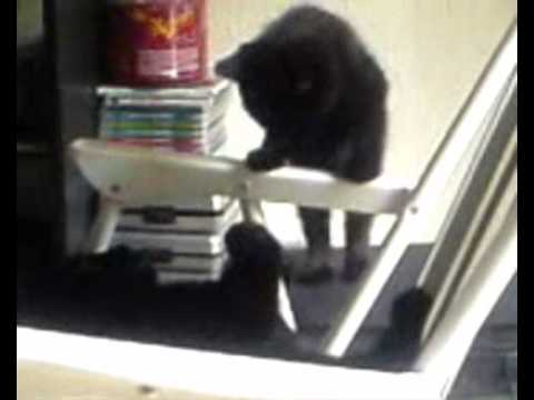 cat cats kitten playing funny sweet cute teasing - YouTube
