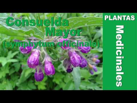 Consuelda mayor (symphytum officinale) - YouTube