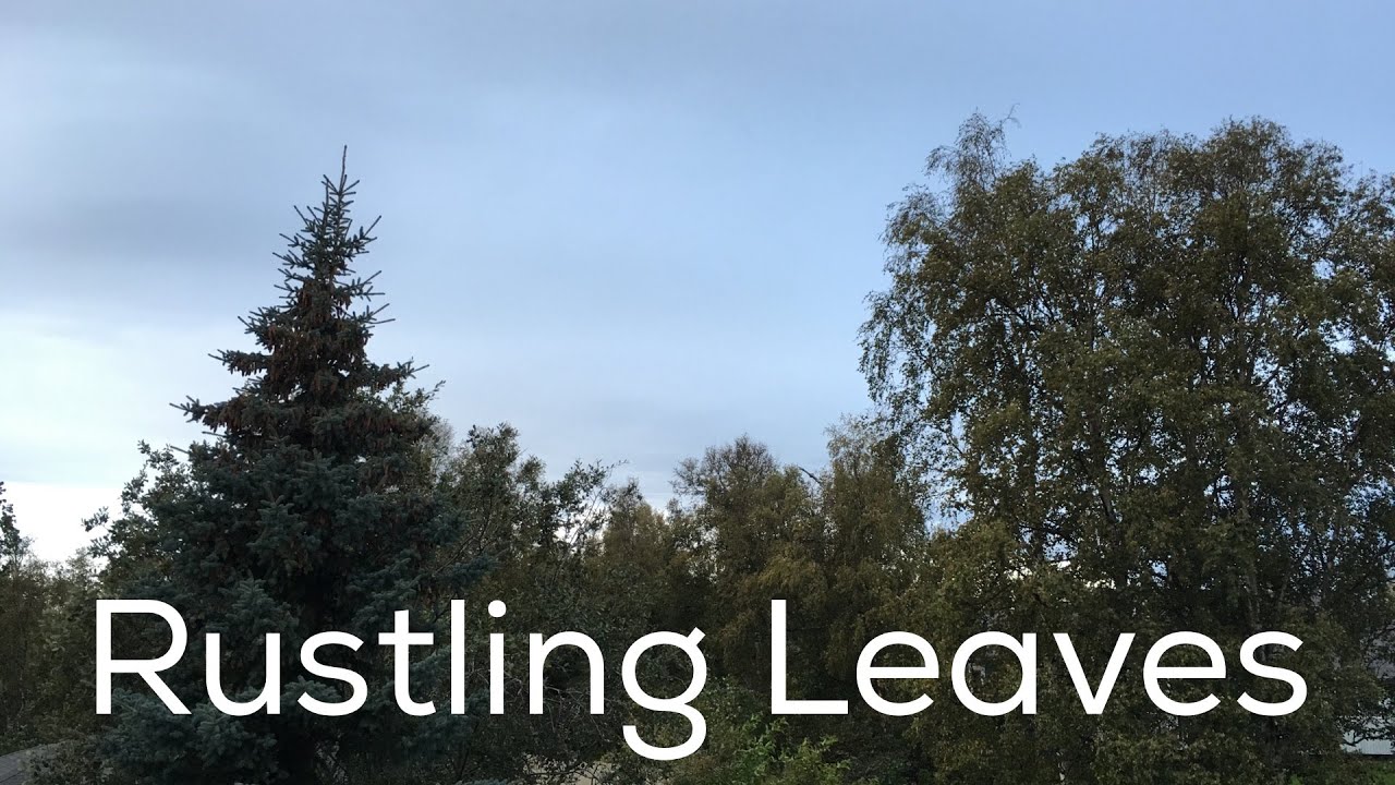 Rustling Leaves - YouTube