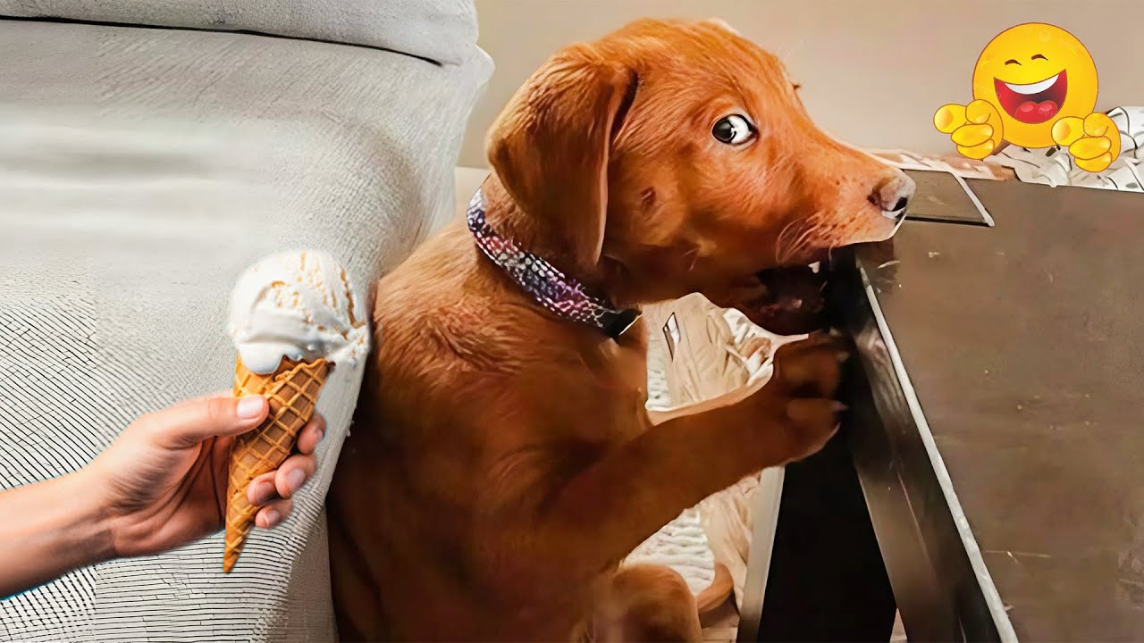 The FUNNIEST Pet Videos of the year! 🤣 | BEST Compilation - YouTube