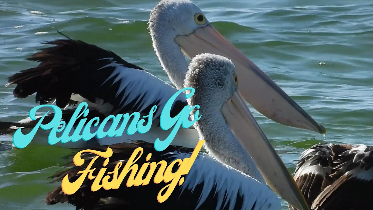Pelicans Go Fishing! - YouTube