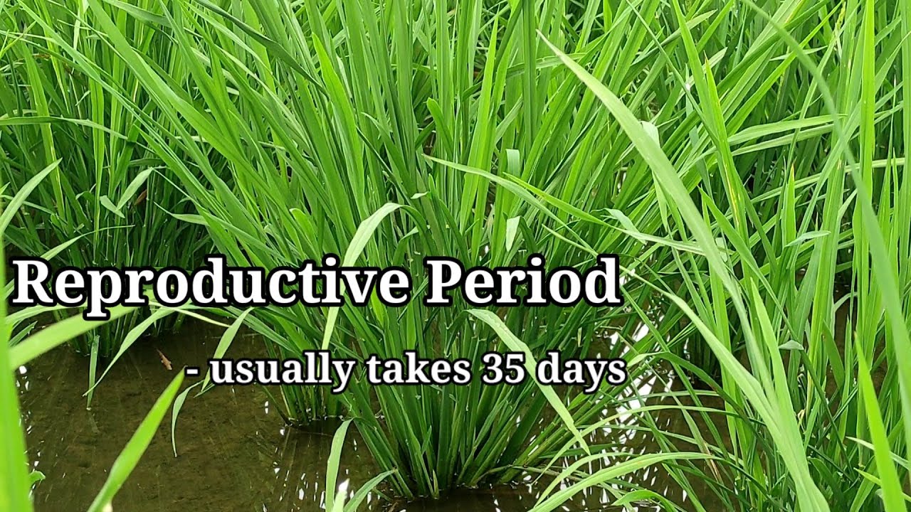 Growth Stages of Rice Plant (english sub title) - YouTube