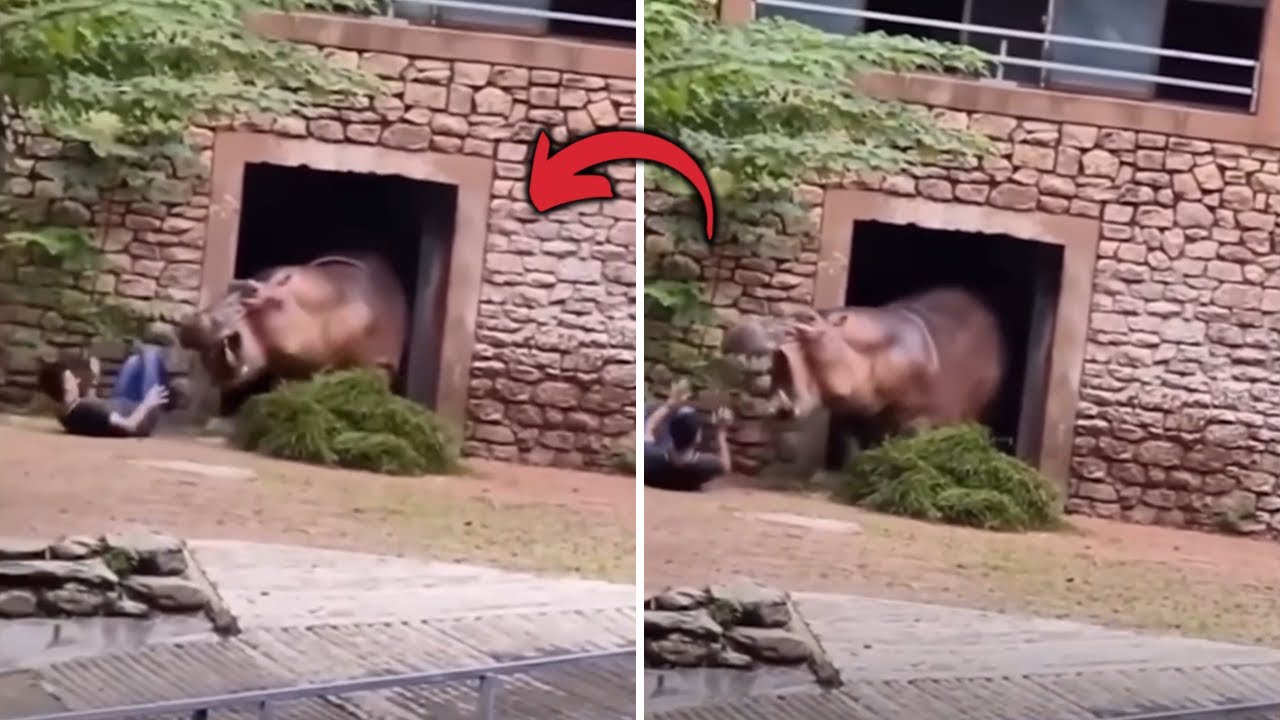 Scary Animal Encounters - YouTube
