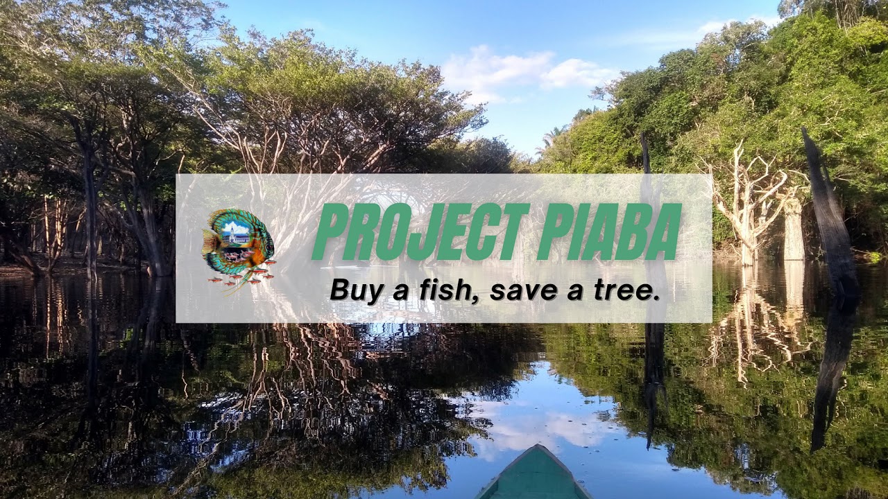 Project Piaba Live Stream - YouTube