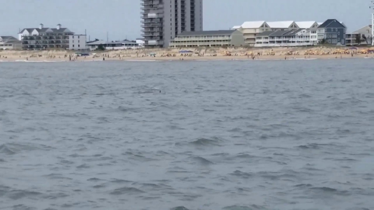Dolphins | Sea Rocket Speed Boat | Ocean City, MD - YouTube