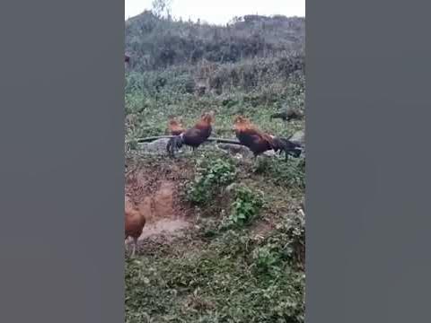 leej twg xav yuav qaib hu tau nawb-0975662250 - YouTube