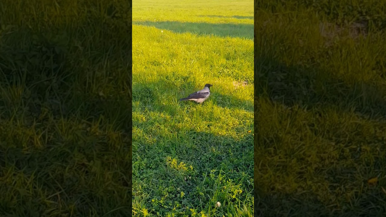 Crow Youtube