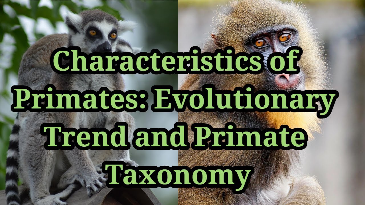 Characteristics of Primates: Evolutionary Trend and Primate Taxonomy ...