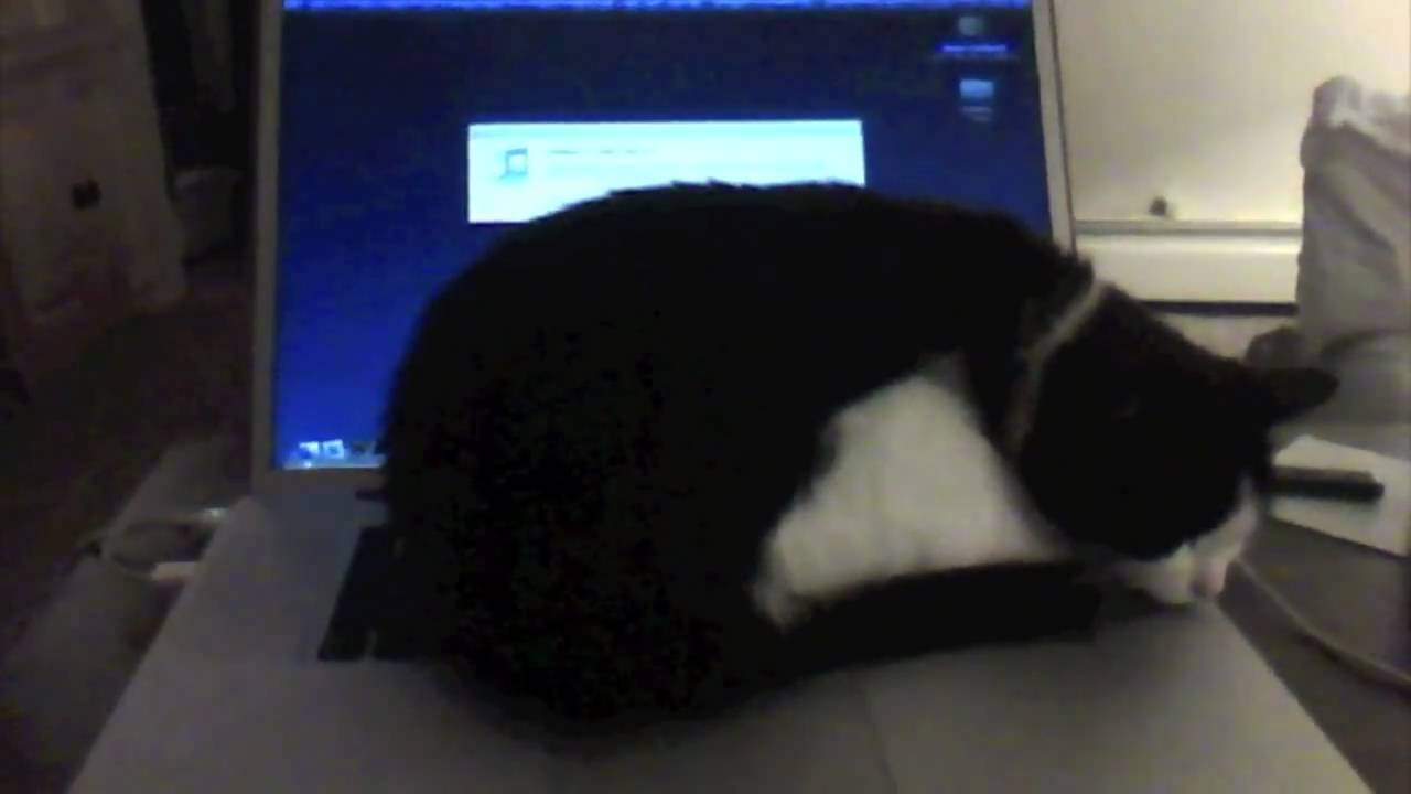 Misty the Cat on MacBook Pro - YouTube