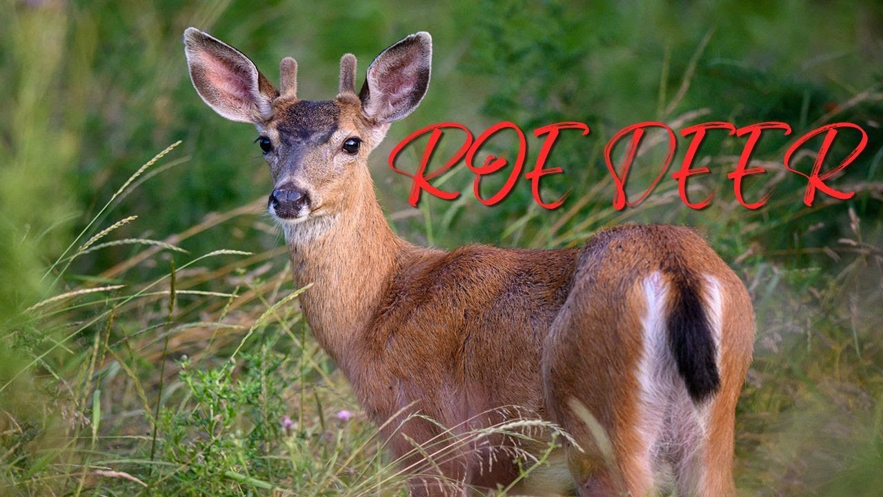 Roe Deer Barking | Roe Deer Sounds - YouTube