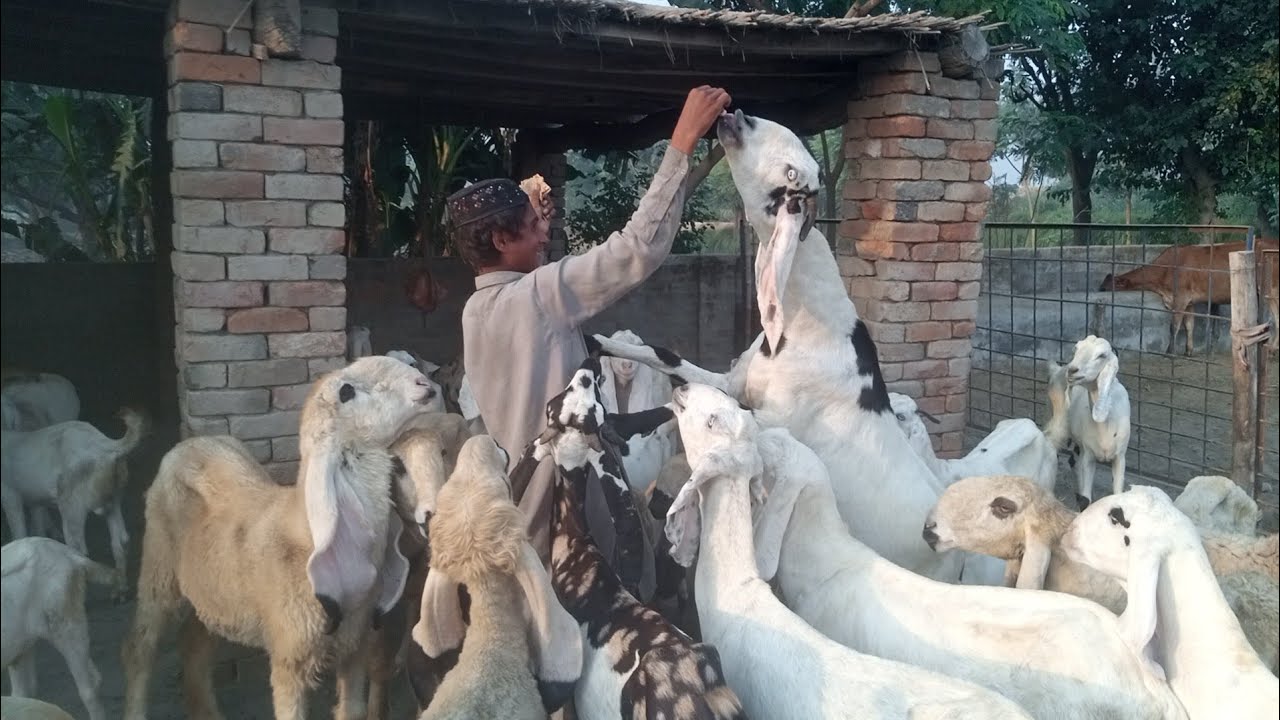 goat and man funny videos /( best of) - YouTube