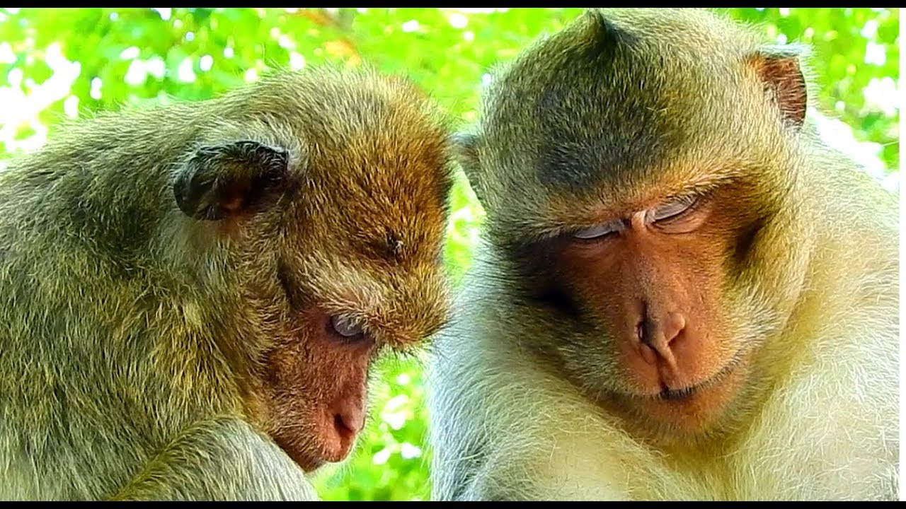 Top Two AChap Vs Amari On Sleep, Pity Amari monkey miss Lori - cry ...