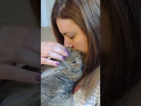 Bunny Cuddle time - YouTube