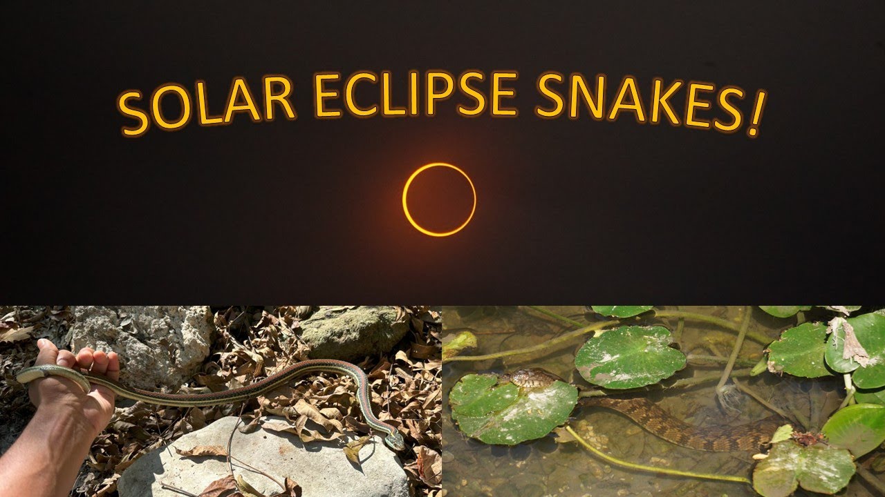 Searching for Snakes After the Annular Solar Eclipse! - Austin and San Antonio Herping - YouTube