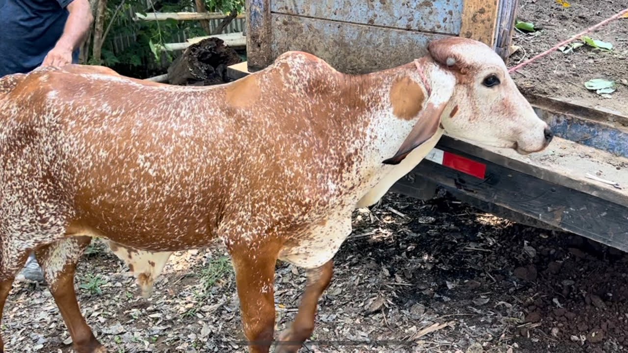 TORETE GYR 7 meses de edad a la venta - YouTube