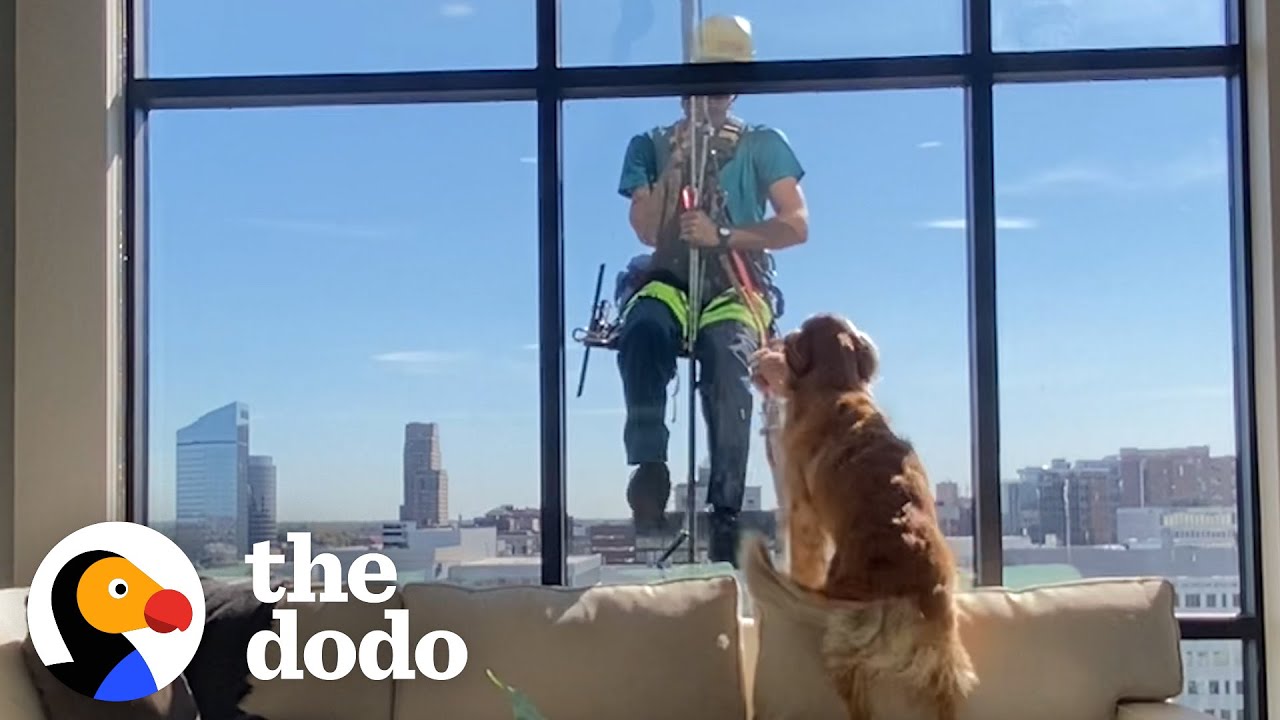 Dog Interrupts Window Cleaner's Shift To Show Him His Favorite Toy ...