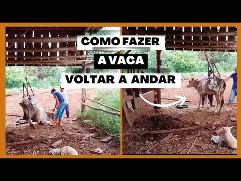 Fisioterapia caseira,para fazer a vaca voltar a andar - YouTube