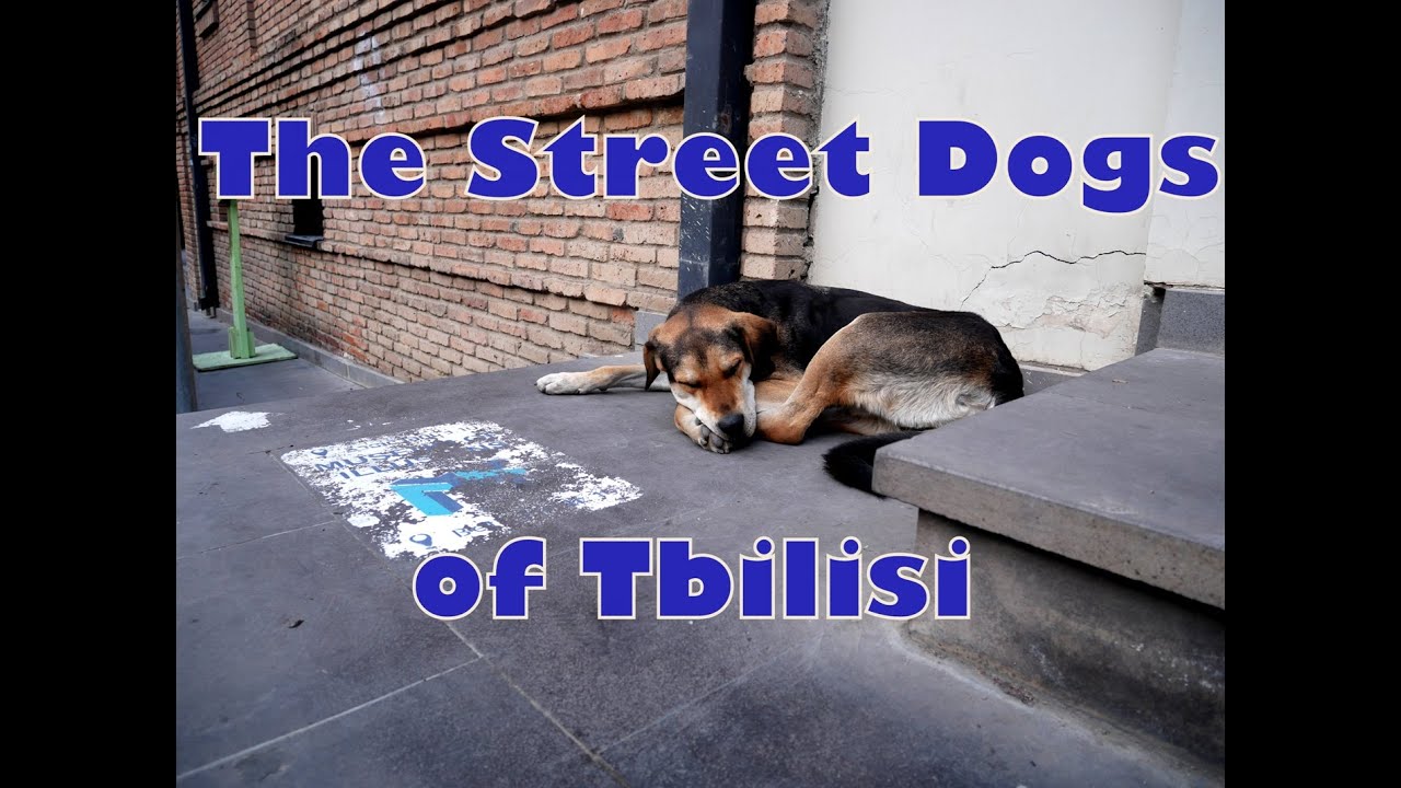 Die Strassenhunde von Tiflis (The street dogs of Tbilisi) - YouTube