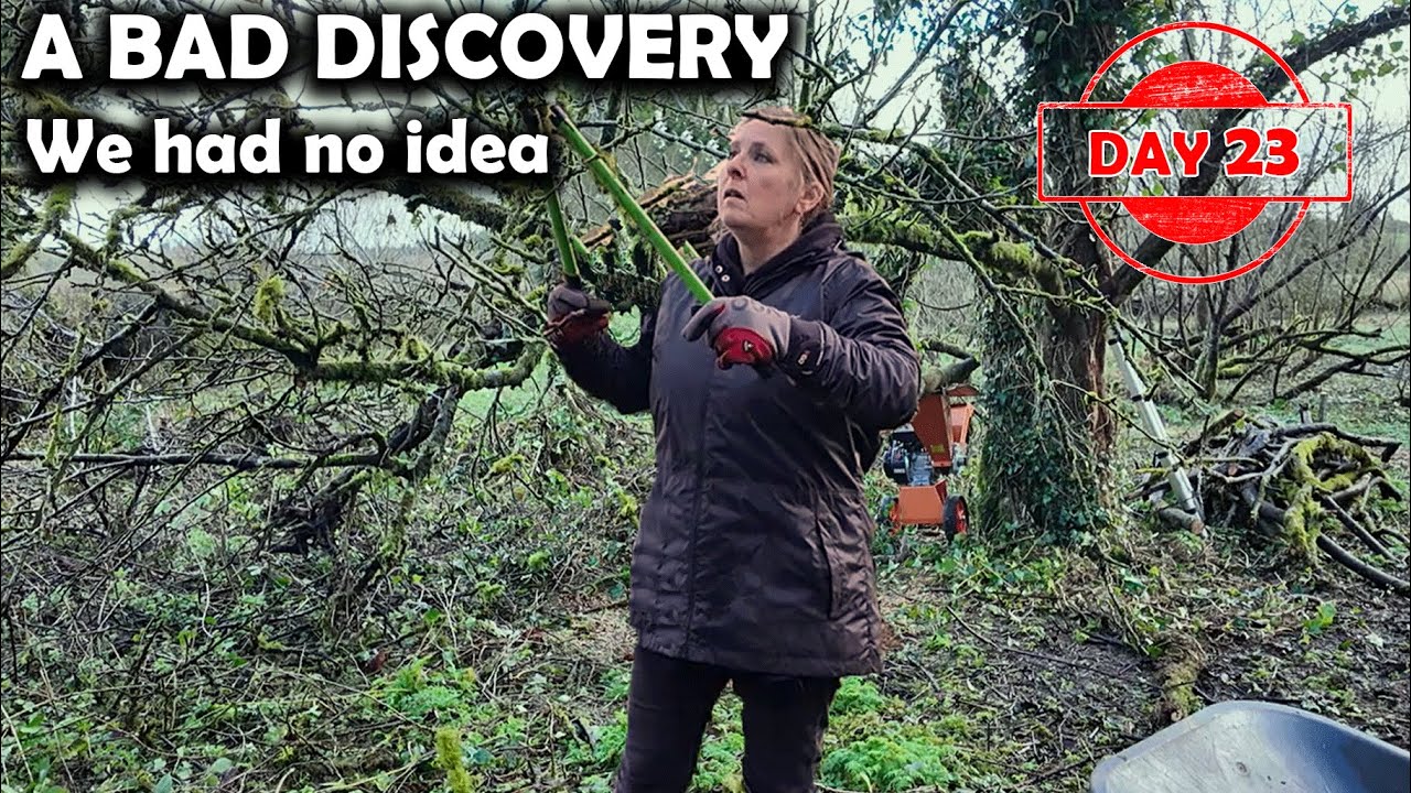 Day 23: A Hollow Apple Tree Trunk: Starting A Homestead in Ireland ...