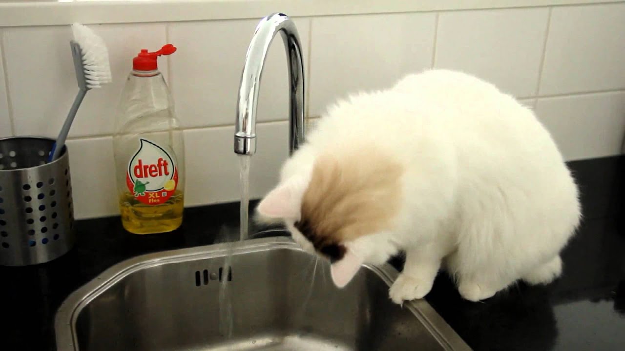 Silly Crazy Kitties with a beat! - YouTube