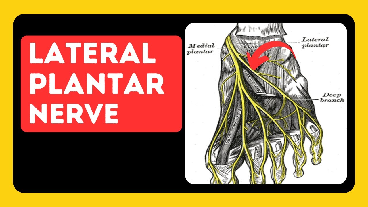 Lateral Plantar Nerve // Origin, course and branches of the lateral ...