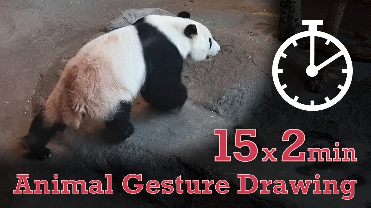 Animal Drawing References #90 - 15x2min poses - Panda - YouTube