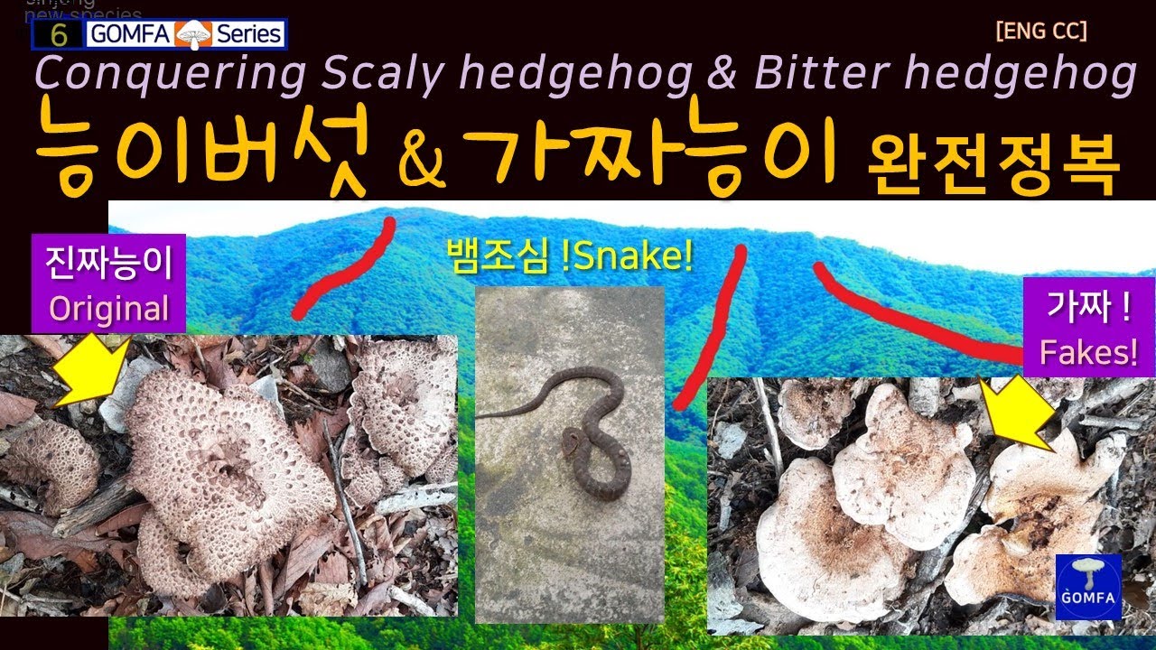 [6]Conquering Scaly hedgehog & Bitter hedgehog, 능이버섯 & 가짜능이 완전정복 - YouTube