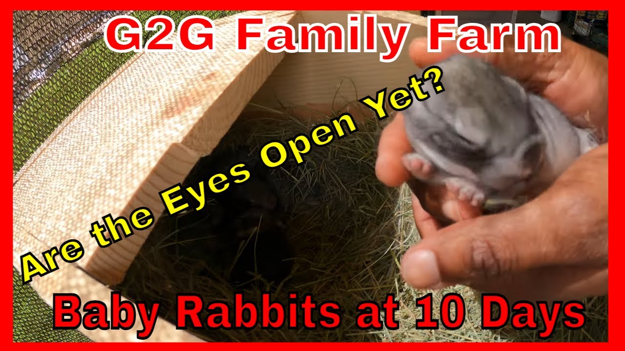 Baby Rabbits at 10 Days | Check on Eyes opening | Time to Harvest ...