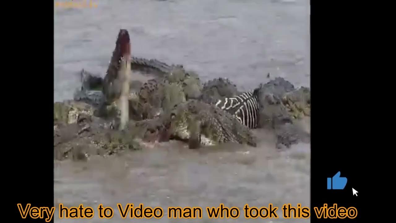 Zebra attack by Crocodile Crocodiles Bite The Face Off Zebra While ...