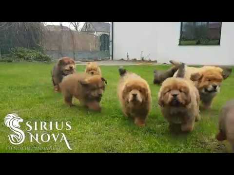 Happy tibetan mastiff puppies catching their master