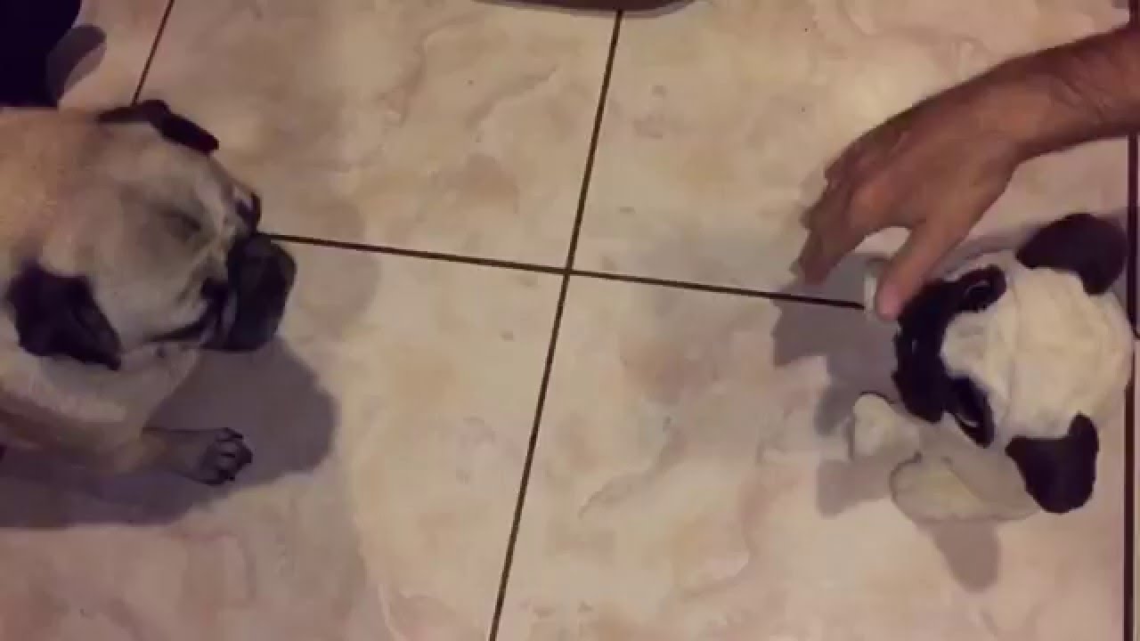 Our Pugs reaction meeting JJ the jumping Pug pet toy - FurReal Friends ...