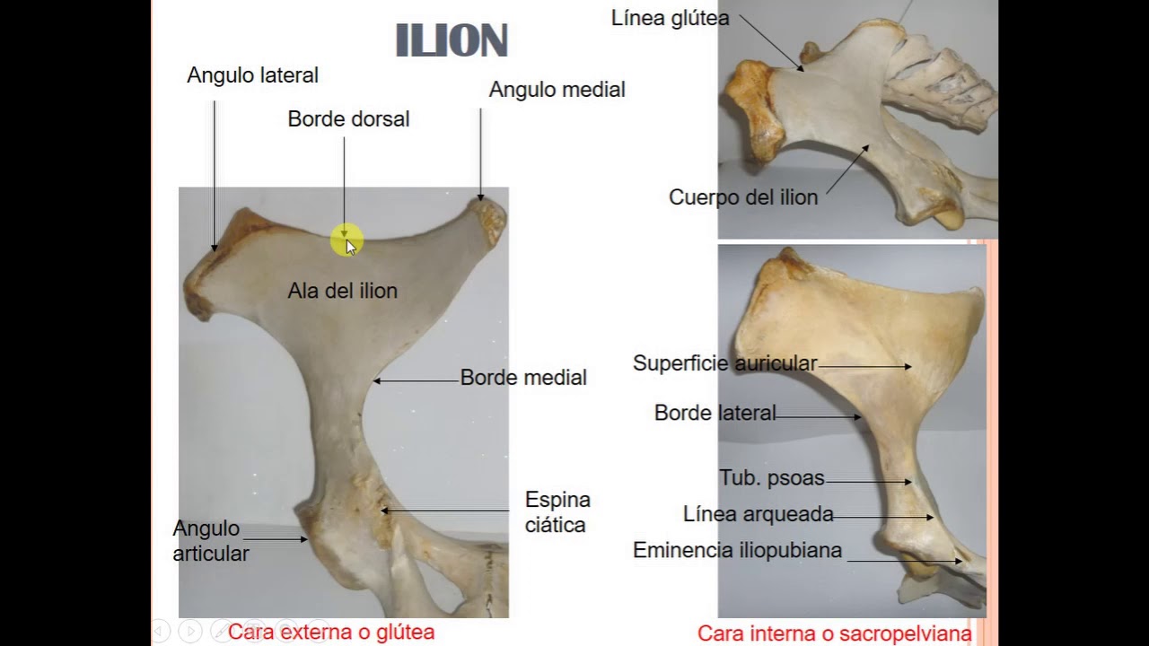 Hueso coxal del Equino - YouTube