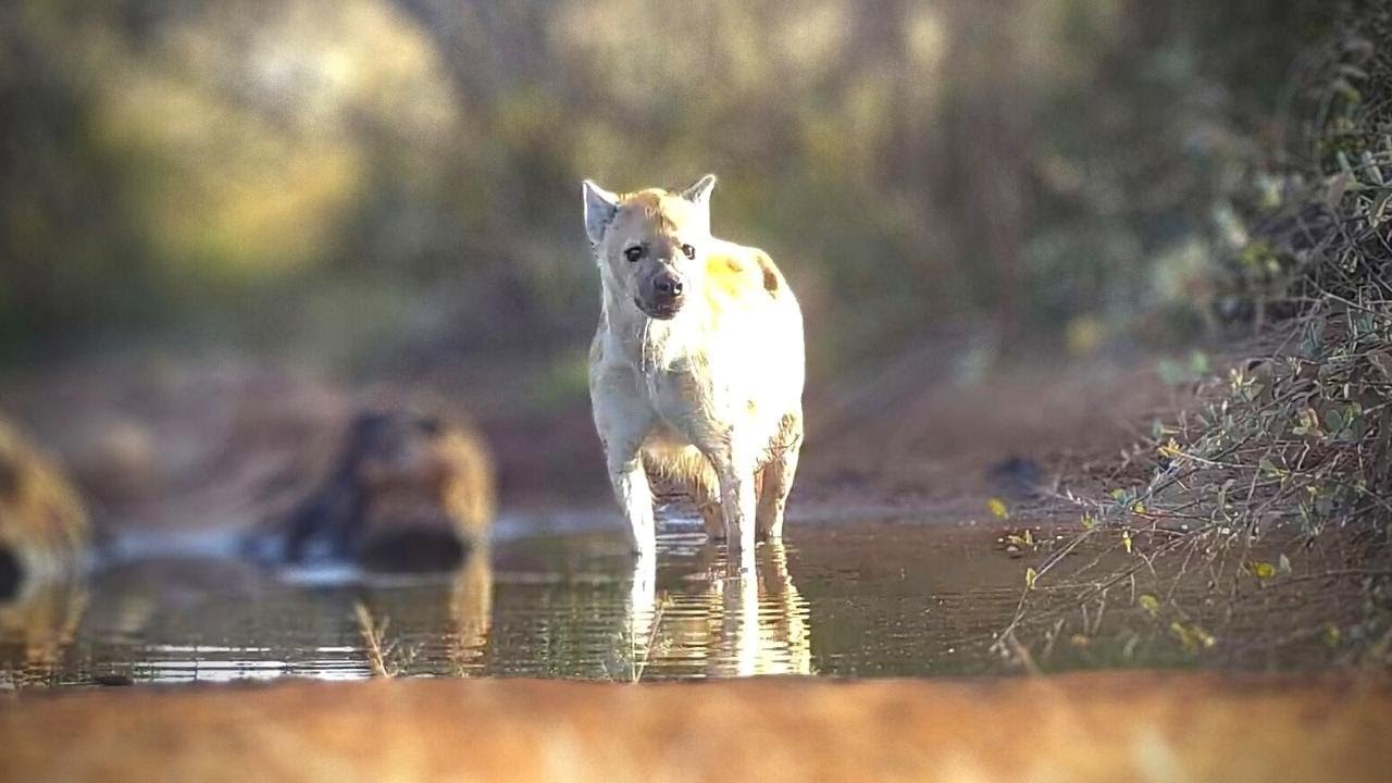 Hyena Face Wash - YouTube