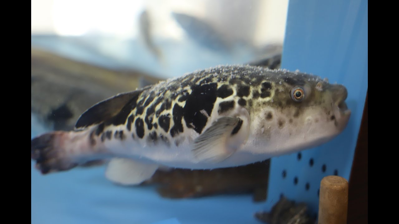 Japanmesser Profitipps: Sashimi vom japanischen Kugelfisch (fugu) - YouTube