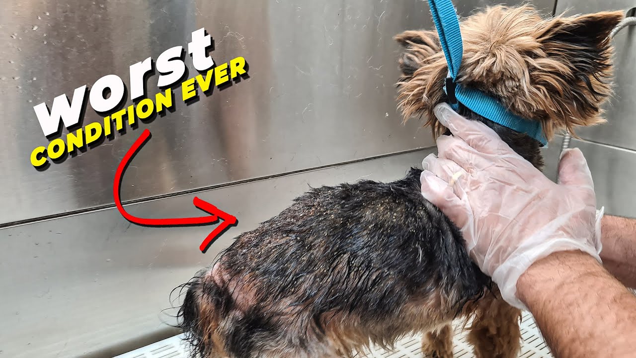 YORKSHIRE TERRIER IN A REALLY BAD CONDITION. - YouTube