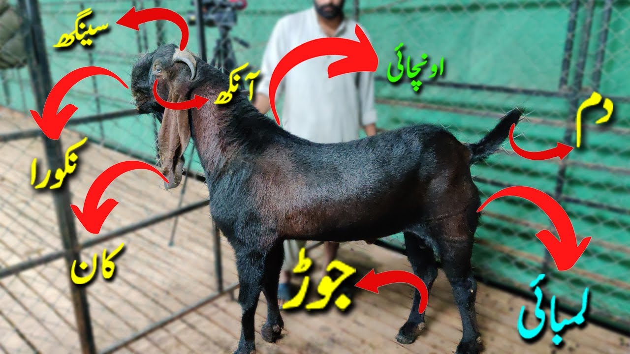Beetal Goat characteristics | beetal bakri ki neshania | Breedar bakry ...